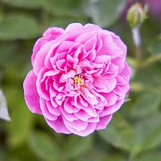 Revista DNG Photo Magazine